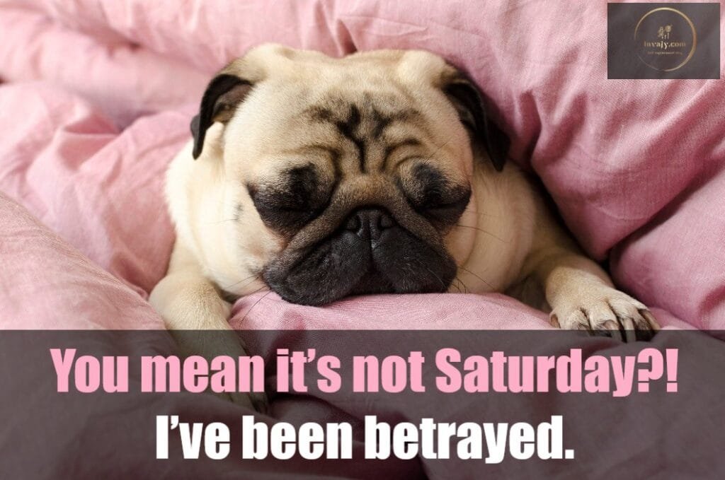 35 Good Morning Memes to Start Your Day With a Laugh